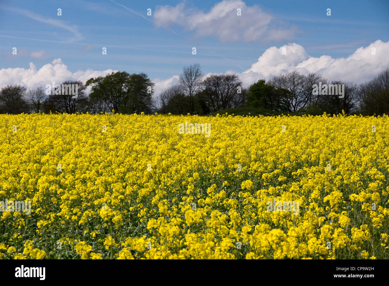 Rapeseed blossom in the Cotswolds Stock Photo - Alamy