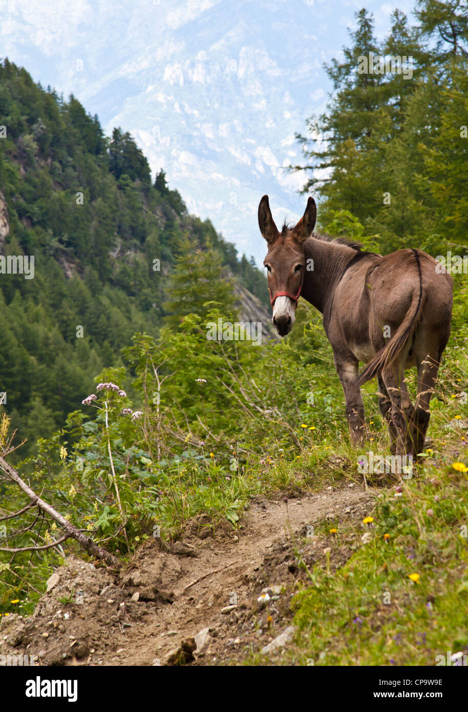 Donkey looking hi-res stock photography and images - Alamy