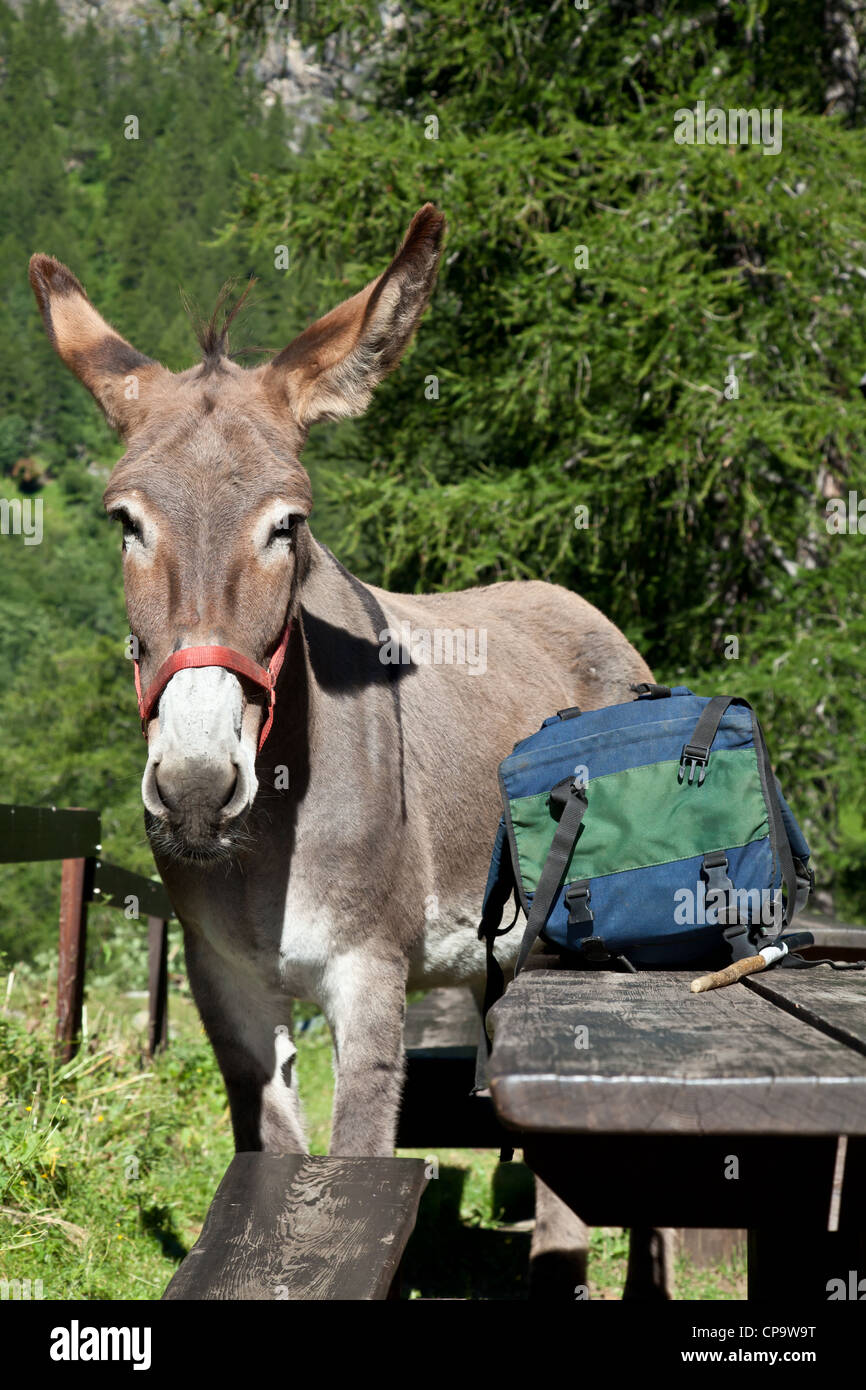 Free donkey on Italian Alps, looking to the camera Stock Photo - Alamy
