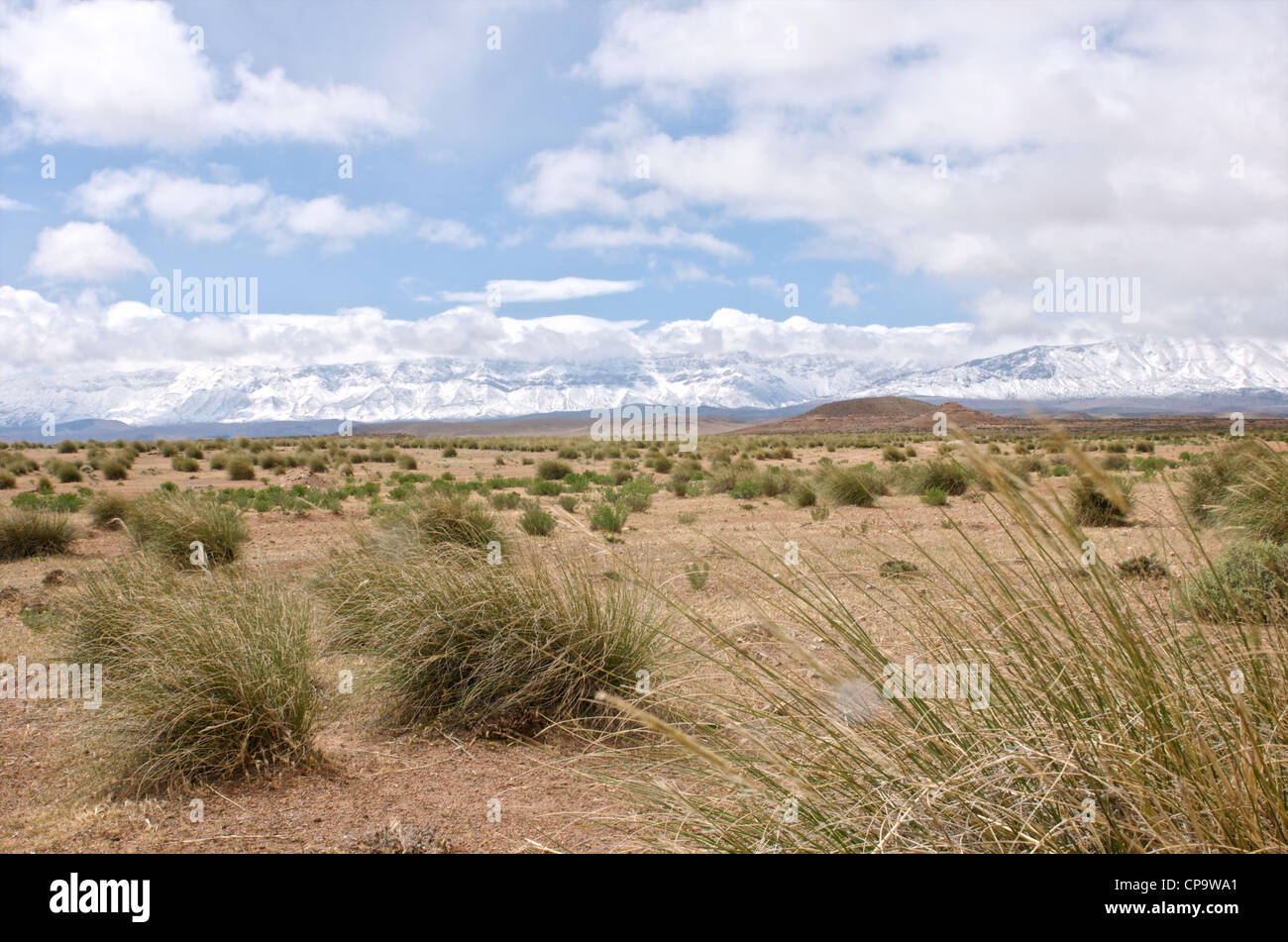 Desert grasses hi-res stock photography and images - Alamy