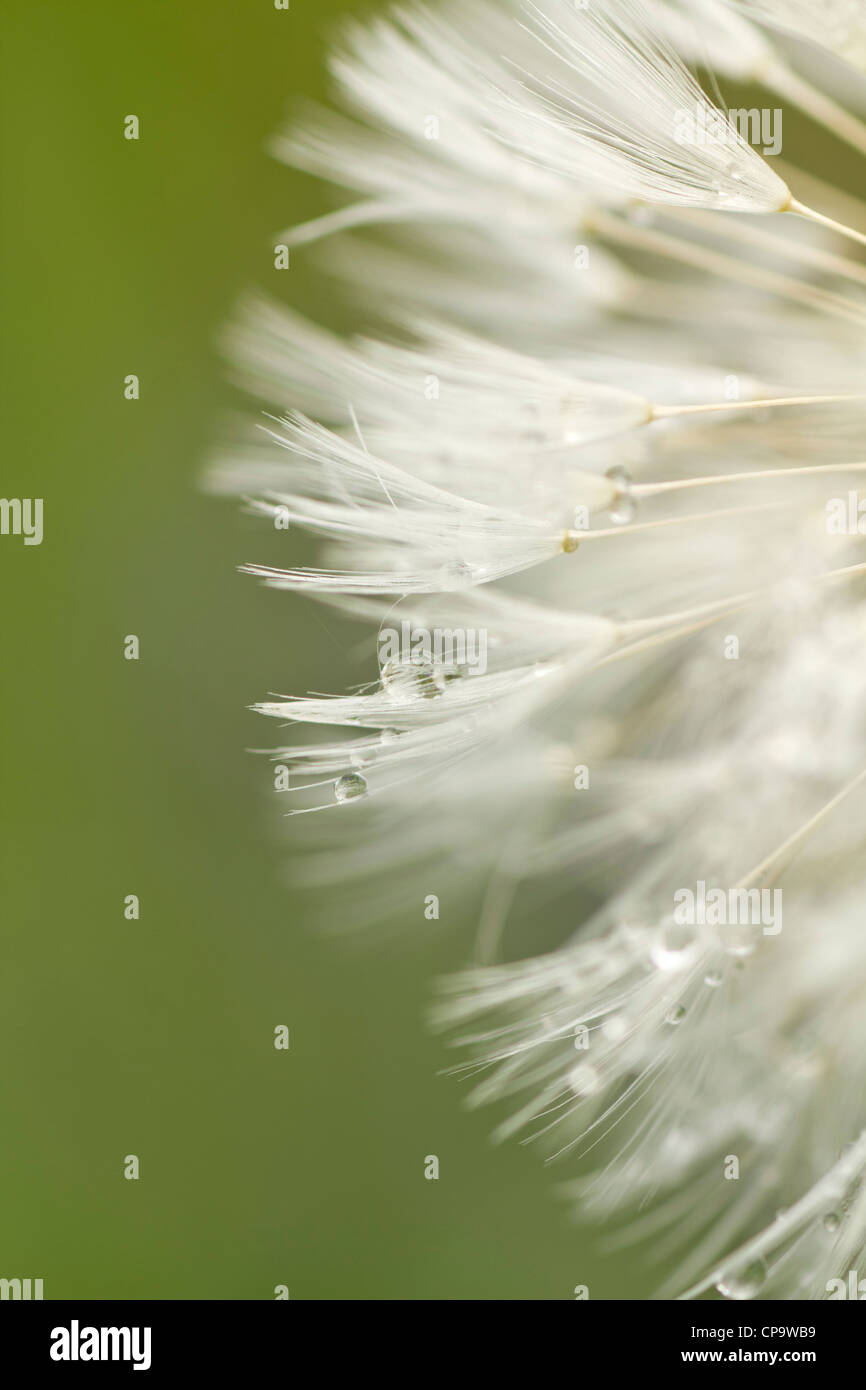 dandelion seeds in field Stock Photo - Alamy