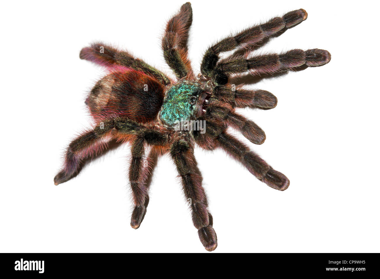 Pink Toe Tarantula Bite