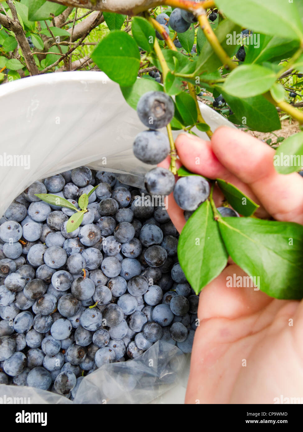 U pick farm hi-res stock photography and images - Alamy