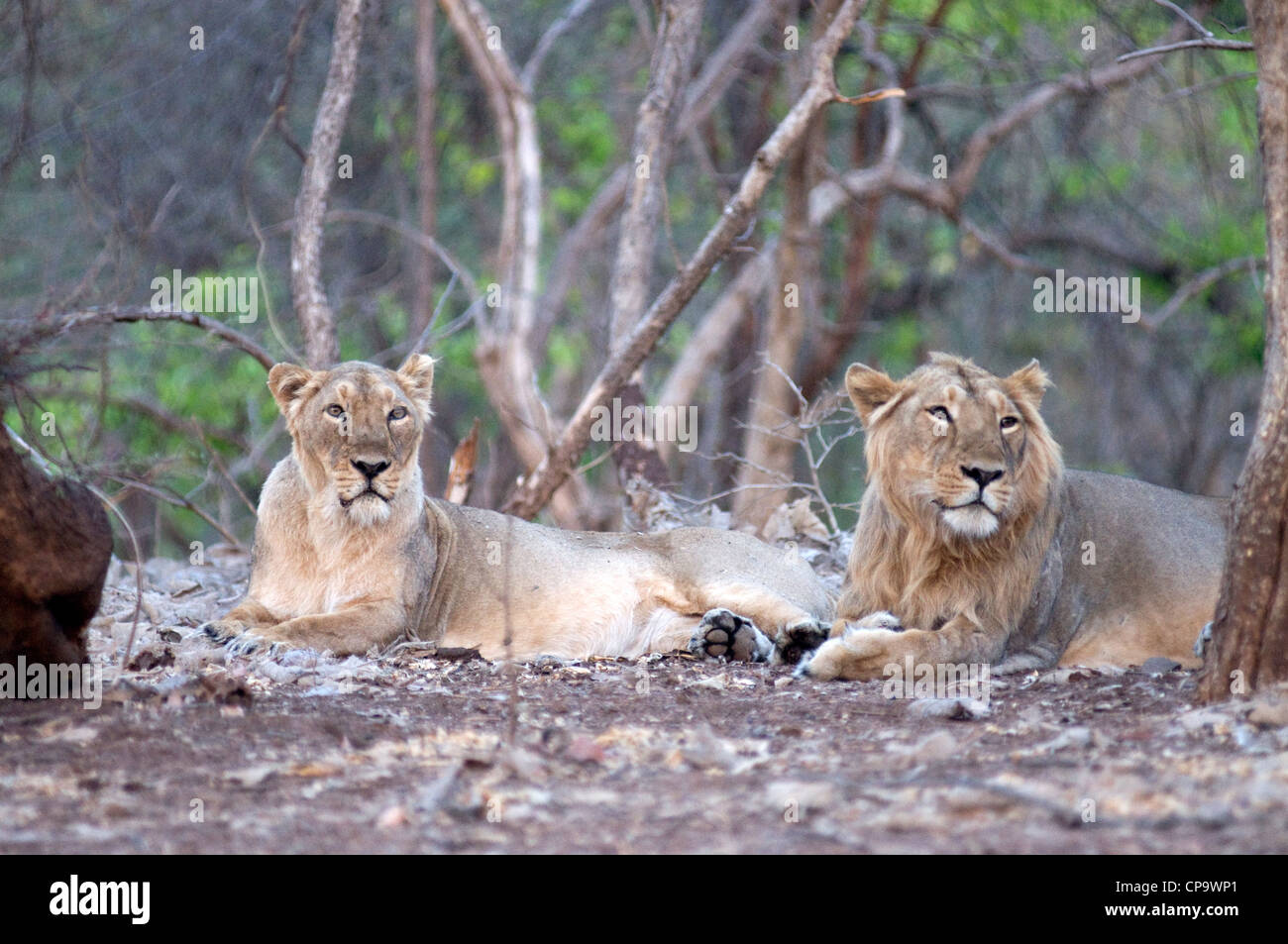 Asiatic Lion Pair in GIR NATIONAL PARK Stock Photo - Alamy