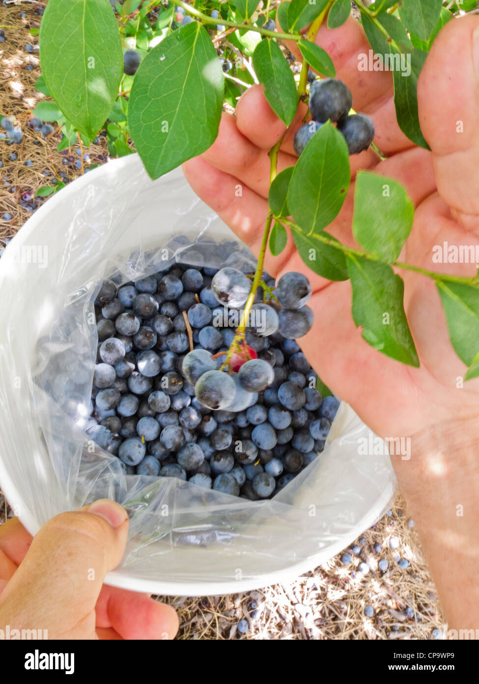 U pick blue berries hi-res stock photography and images - Alamy