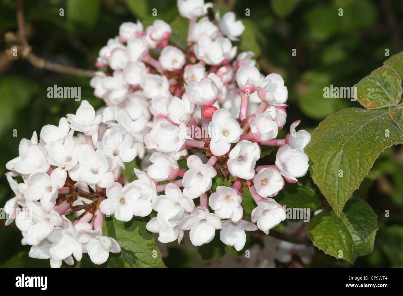 Viburnum carlesii hi-res stock photography and images - Alamy