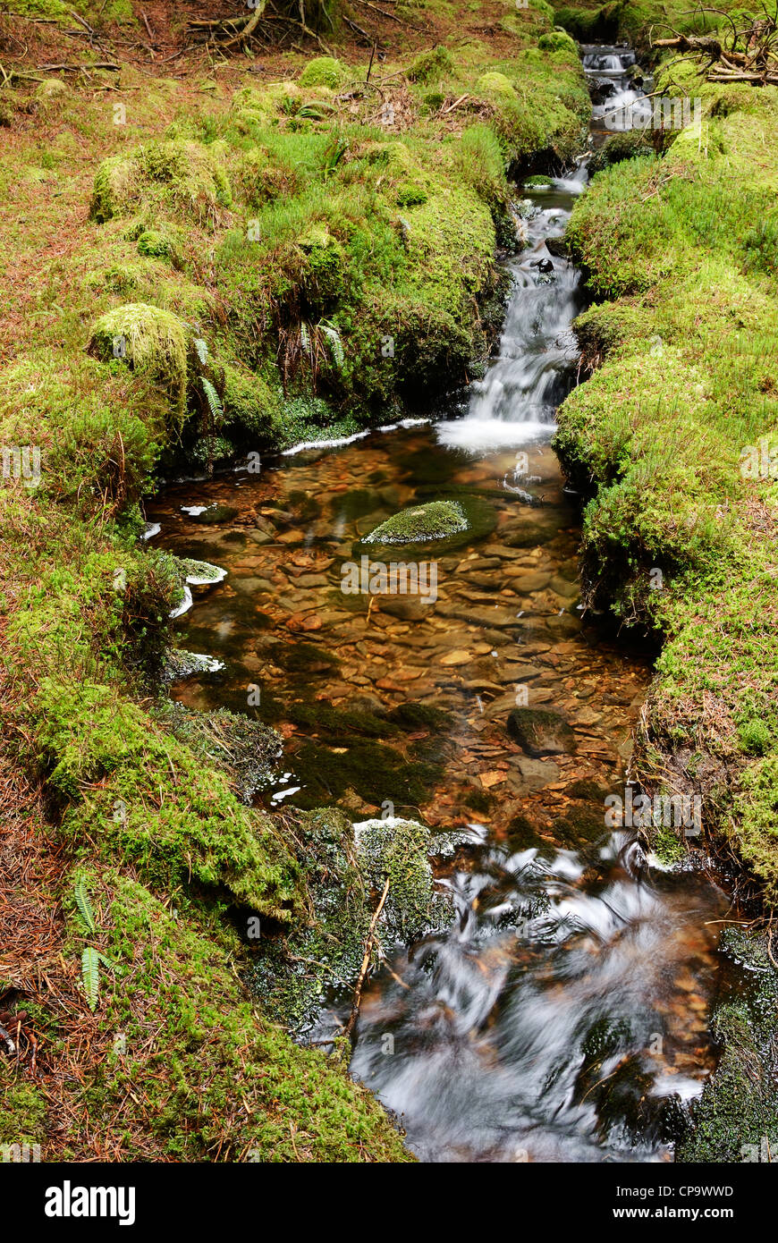 Small stream running through forested area in North Wales Stock Photo ...