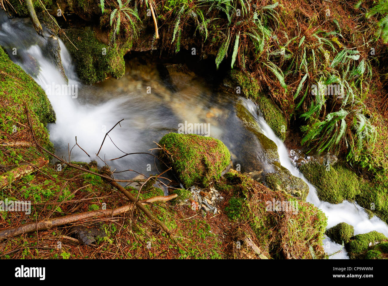 Small stream running down among moss covered rocks and ferns Stock ...