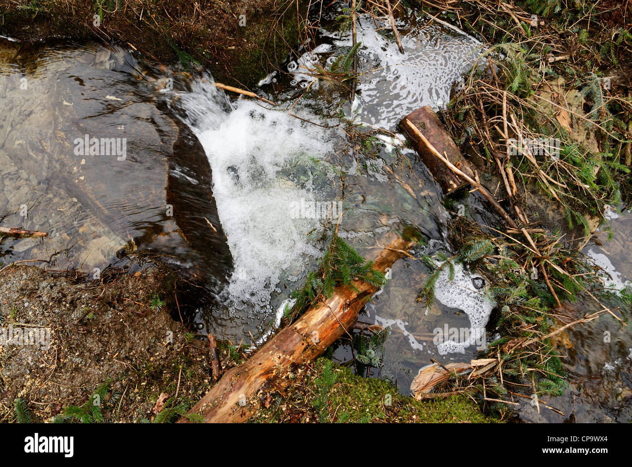 Small stream clogged with forestry debris after felling operations ...