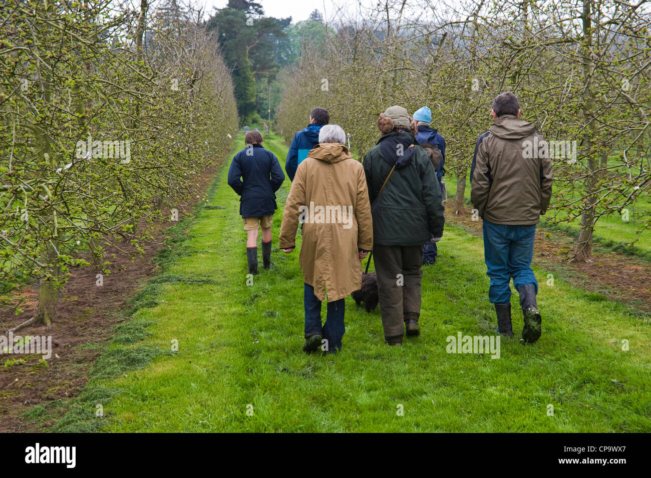 Guided walk around cider apple orchards part of THE BIG APPLE ...