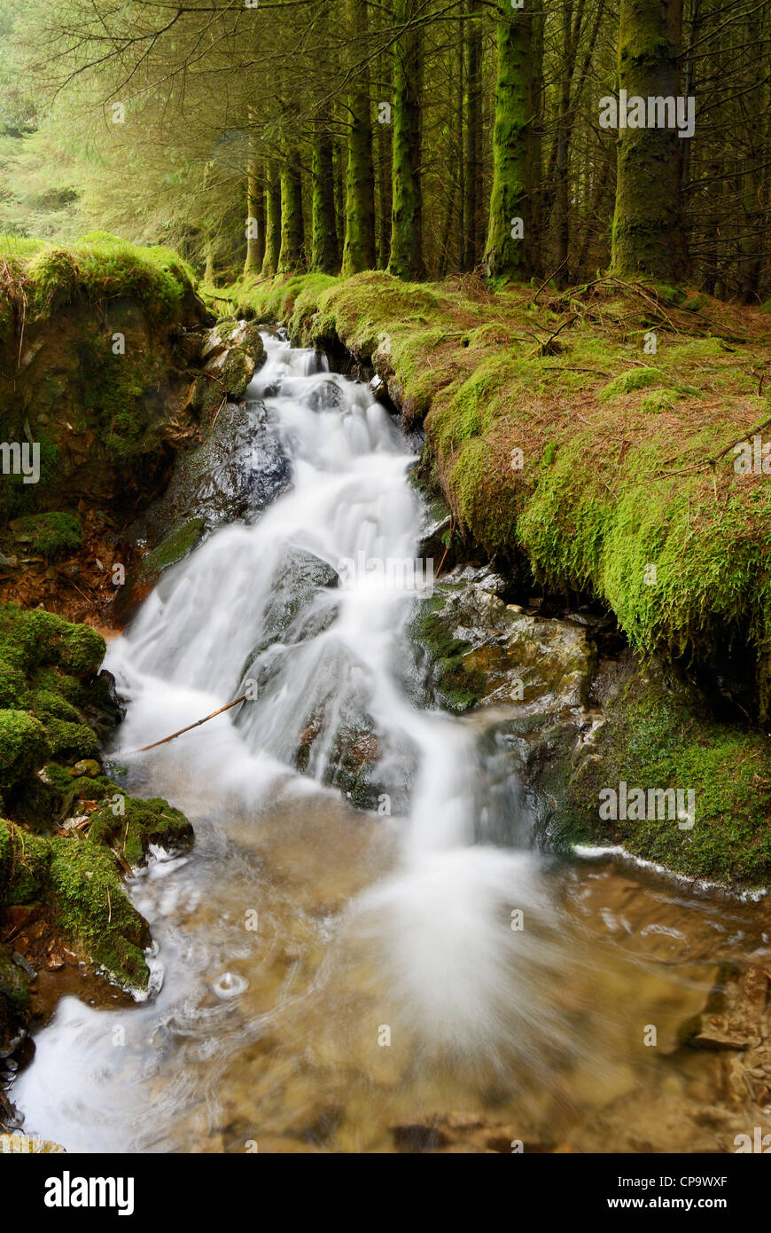 Stream in a pine forest hi-res stock photography and images - Alamy
