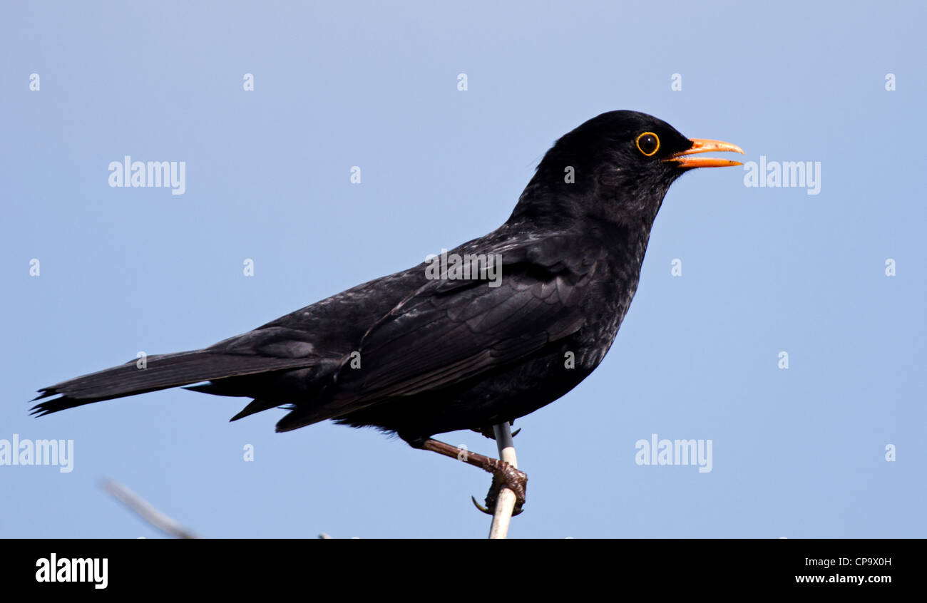 Turdus merula hi-res stock photography and images - Alamy