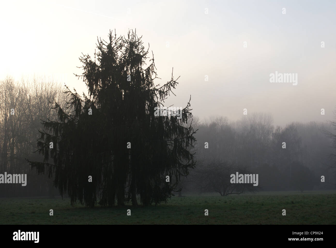 Botanical Garden in fog, Germany, Cologne Stock Photo - Alamy