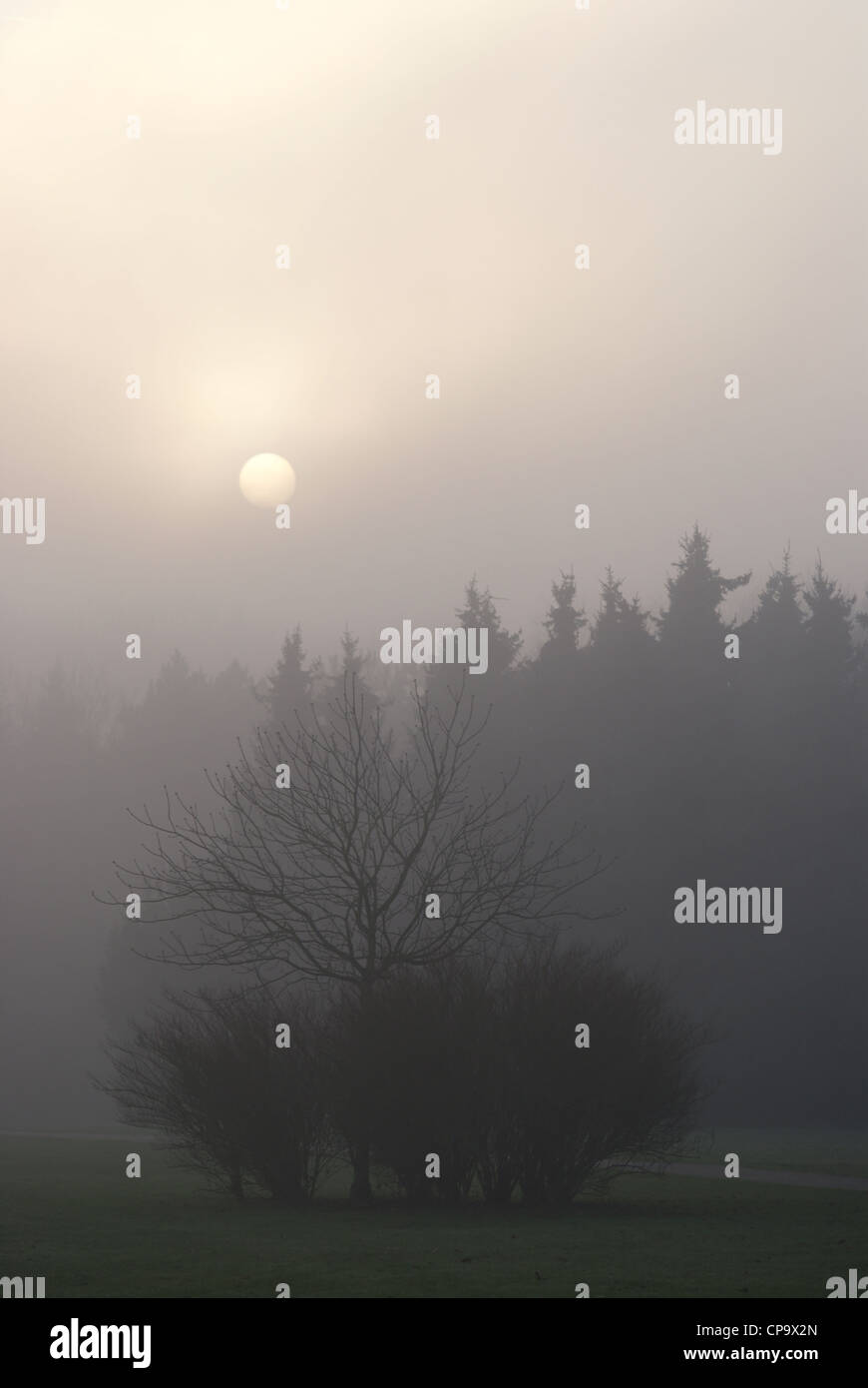 Botanical Garden in fog, Germany, Cologne Stock Photo - Alamy