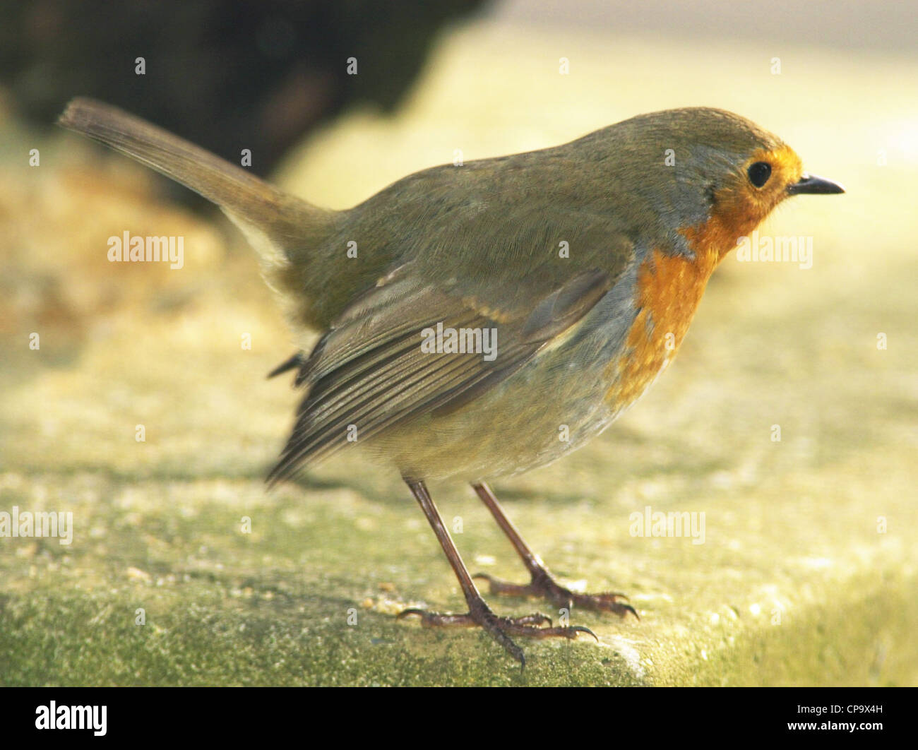 Robin and garden hi-res stock photography and images - Alamy
