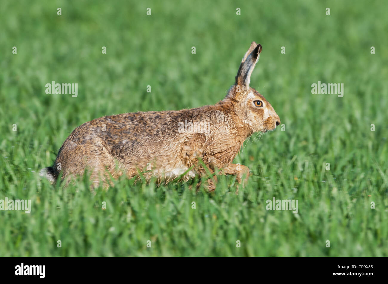 Hare leaping hi-res stock photography and images - Alamy