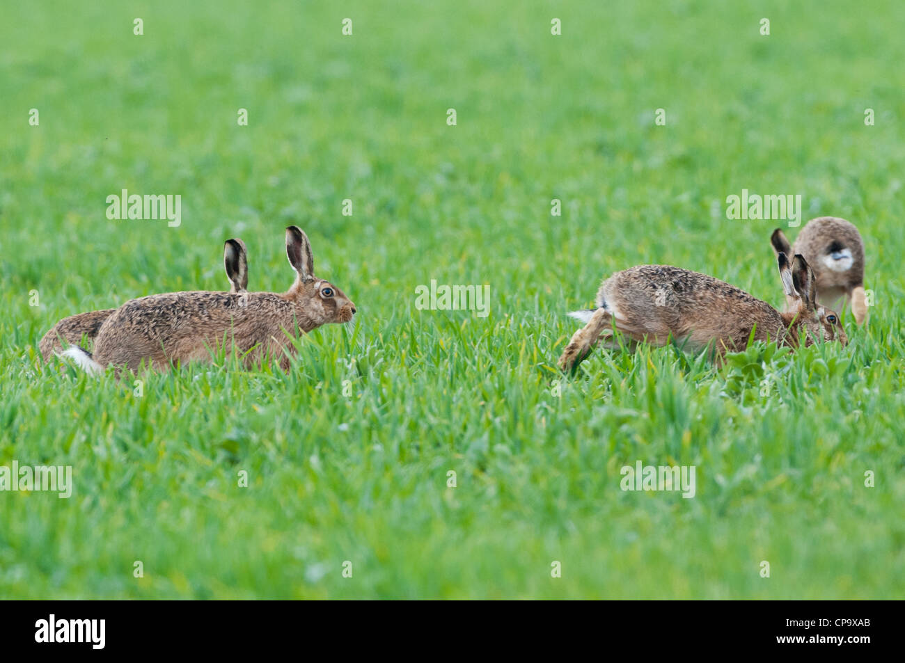 Brown hare (Lepus europaeus) chasing each oher in spring Stock Photo ...