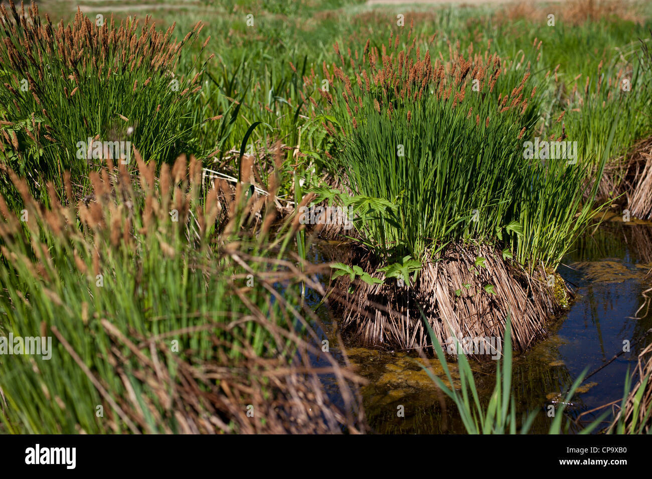 Cane panicle hi-res stock photography and images - Alamy