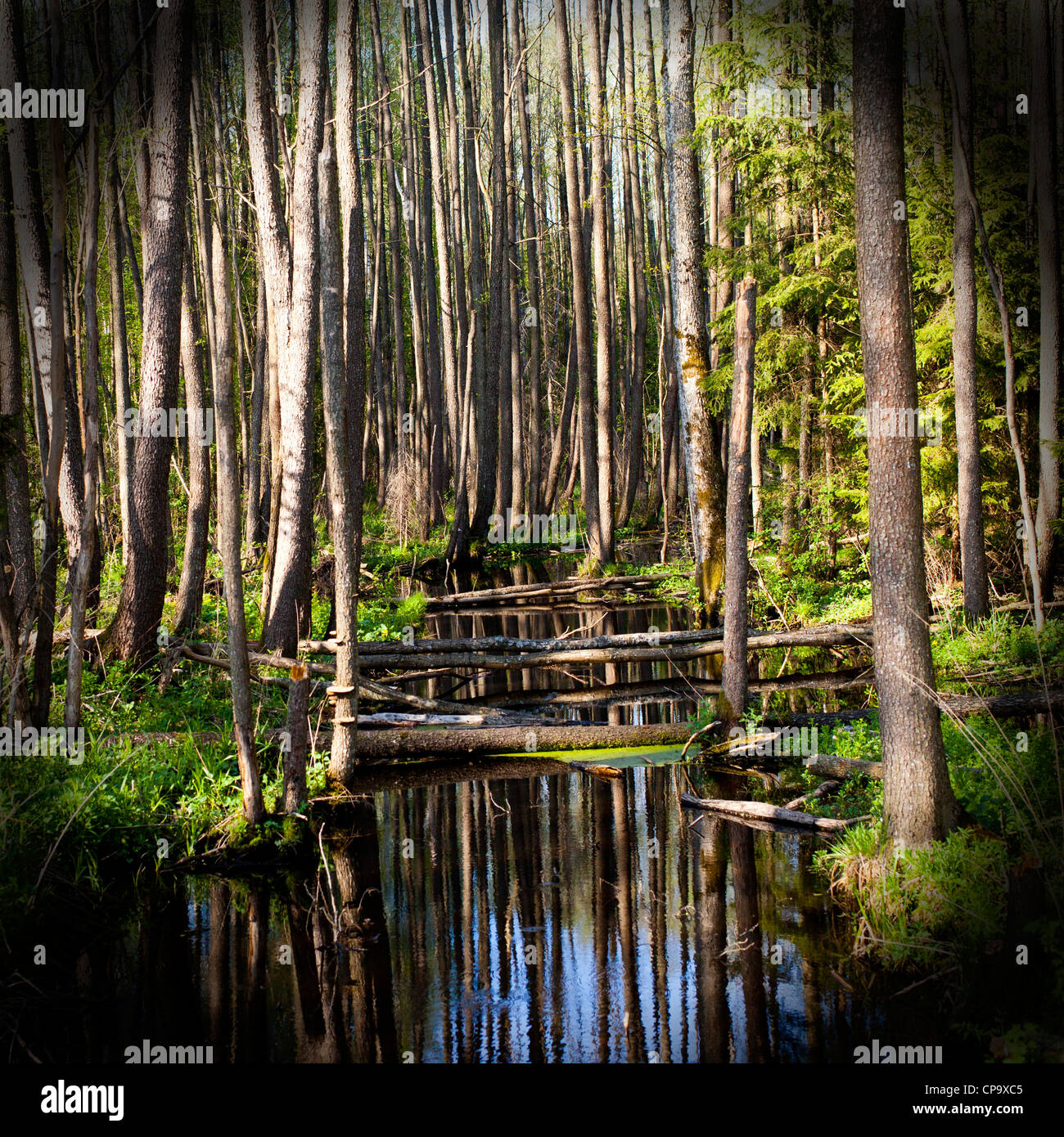 Marsh bog swamp swampland sump hi-res stock photography and images - Alamy