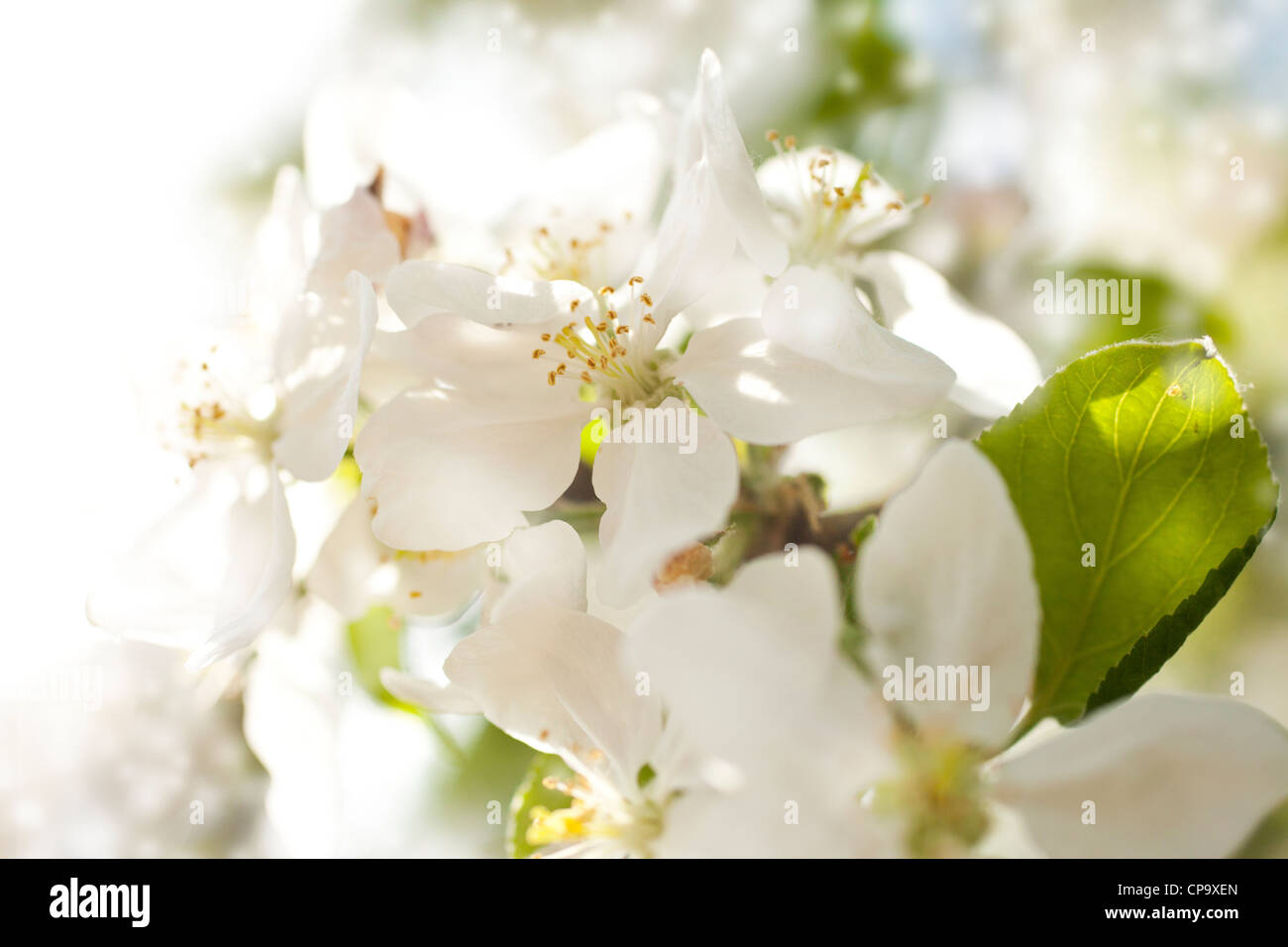 Herb plant blooming apple hi-res stock photography and images - Alamy