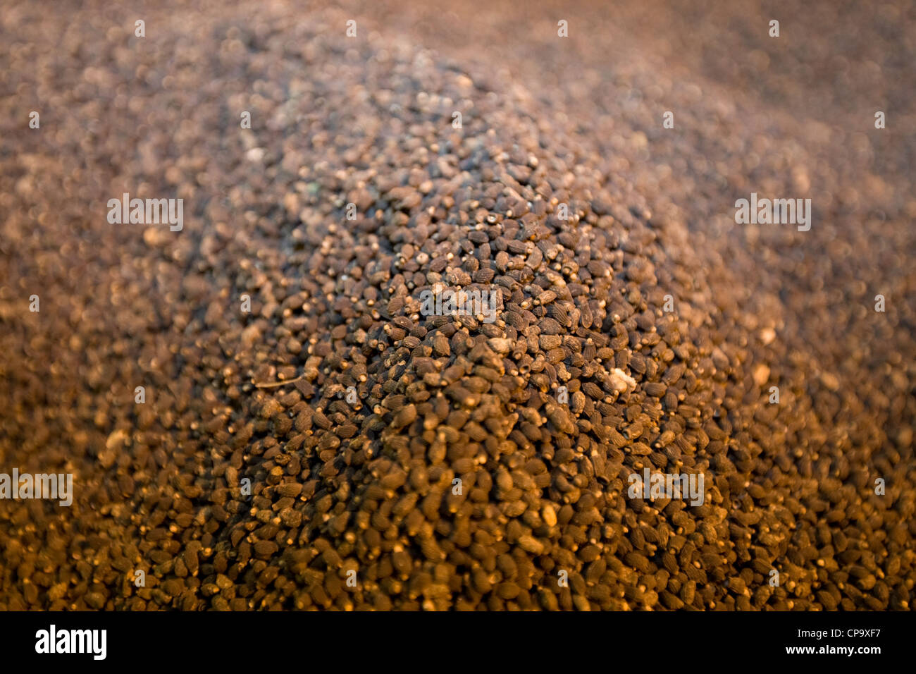 Borage seed hi-res stock photography and images - Alamy