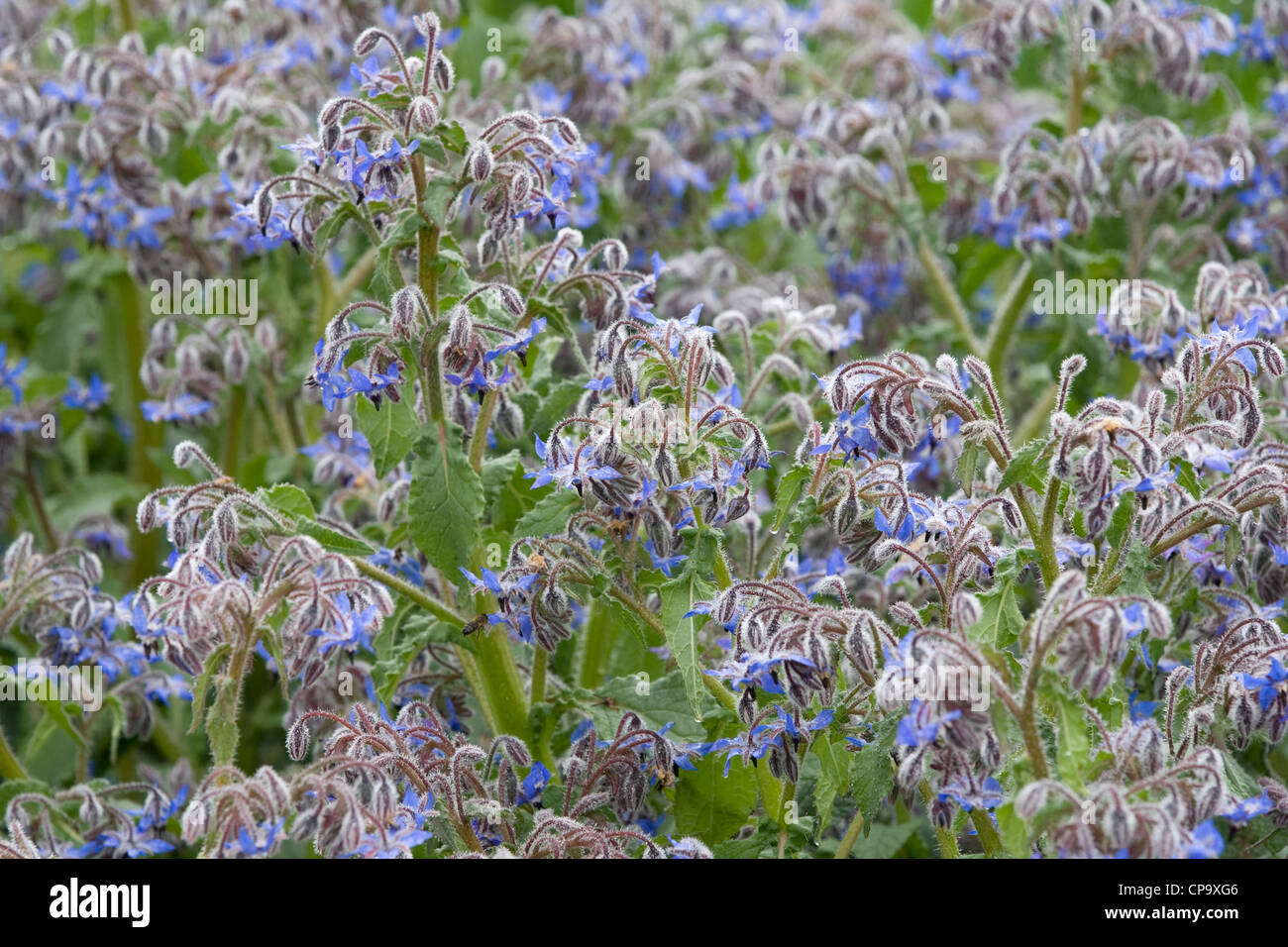Borage in flower Stock Photo - Alamy