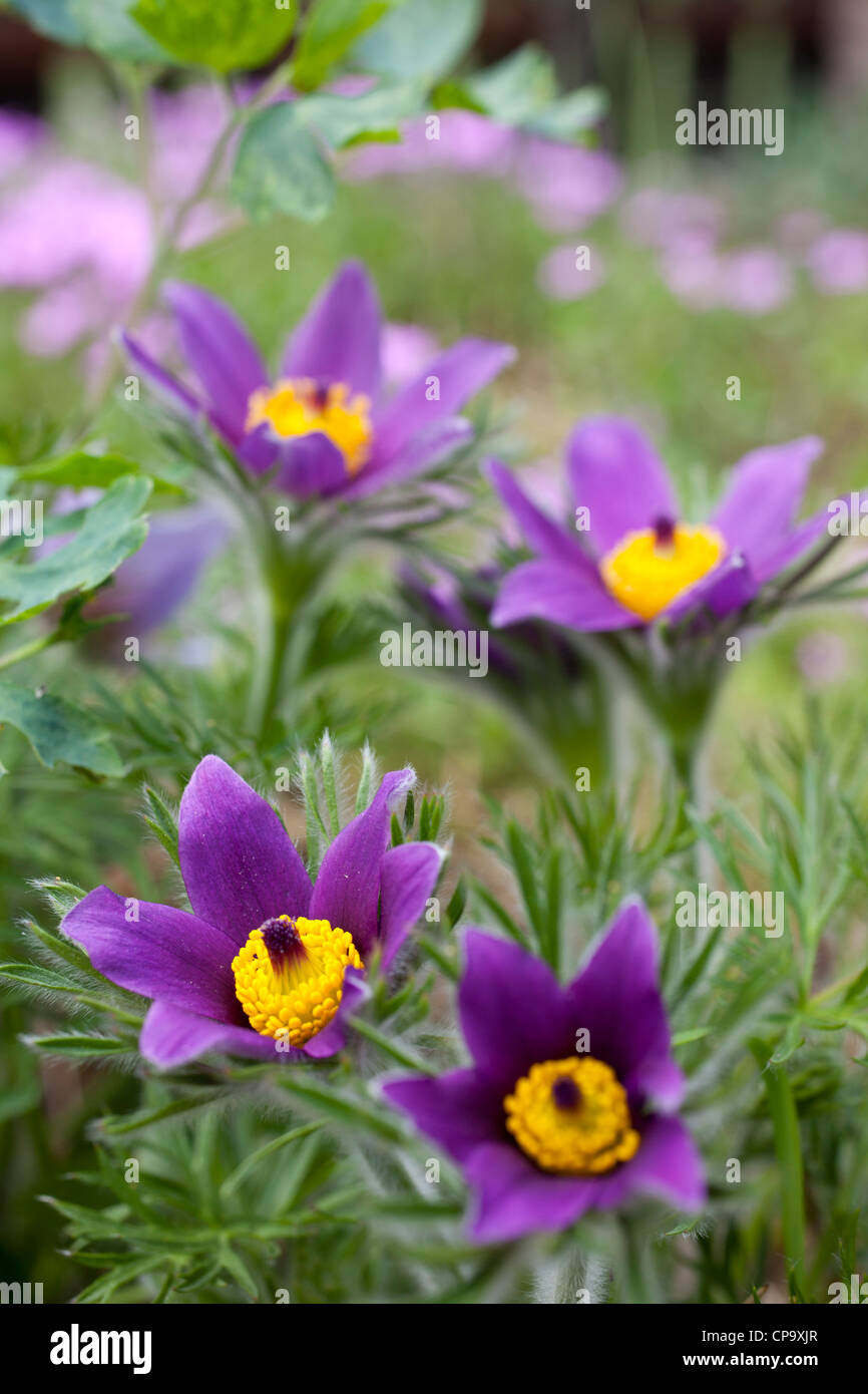 Spring pasque flower hi-res stock photography and images - Alamy