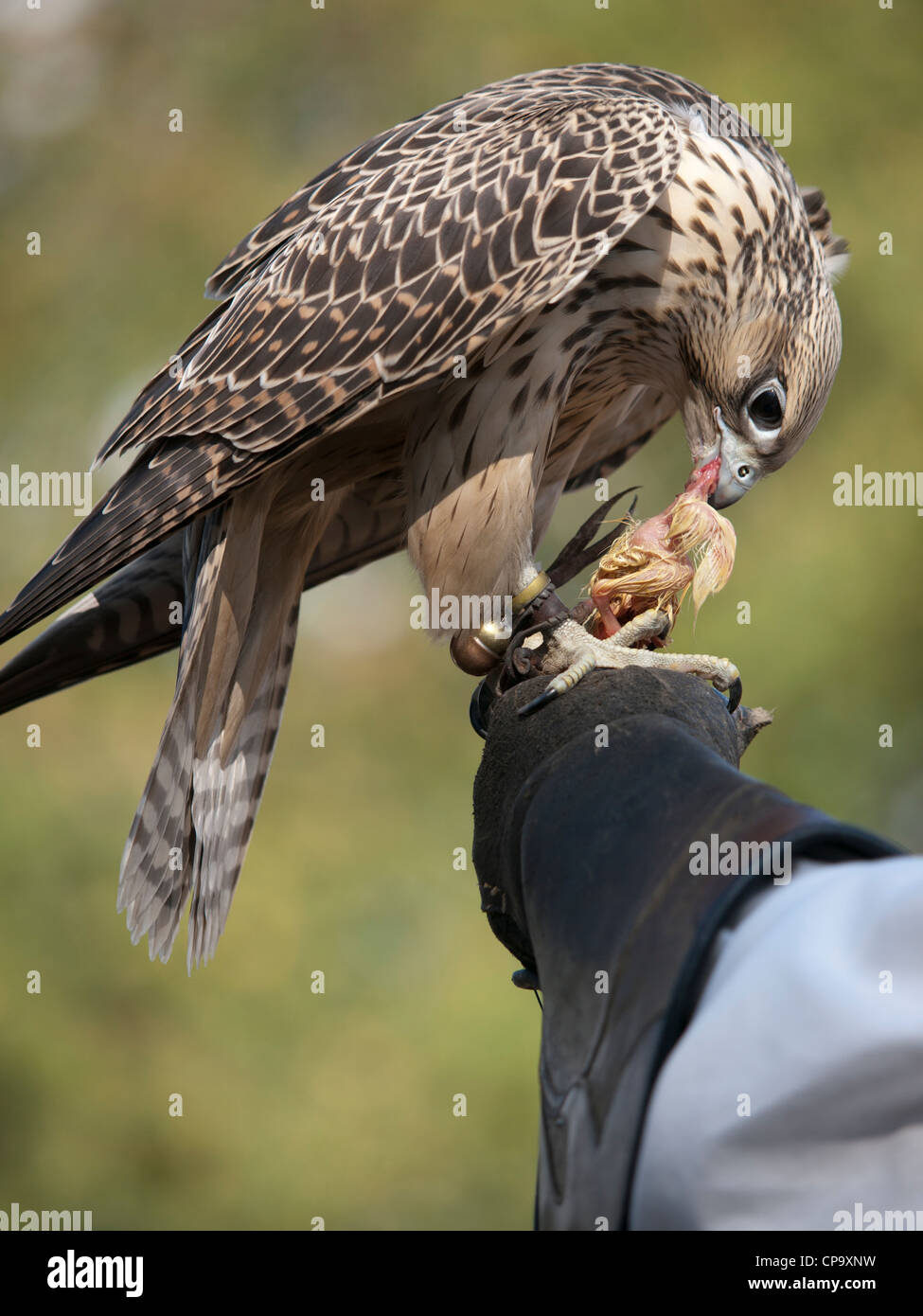 Coopers Hawk having his reward for a good training session. He is being ...