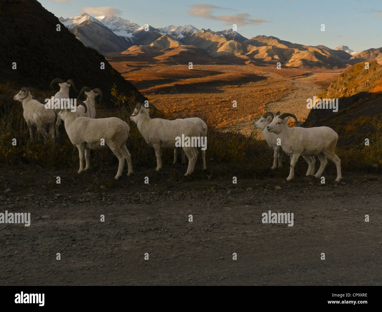 Dall Sheep Rams (Ovis dalli) form bachelor groups prior to the fall ...