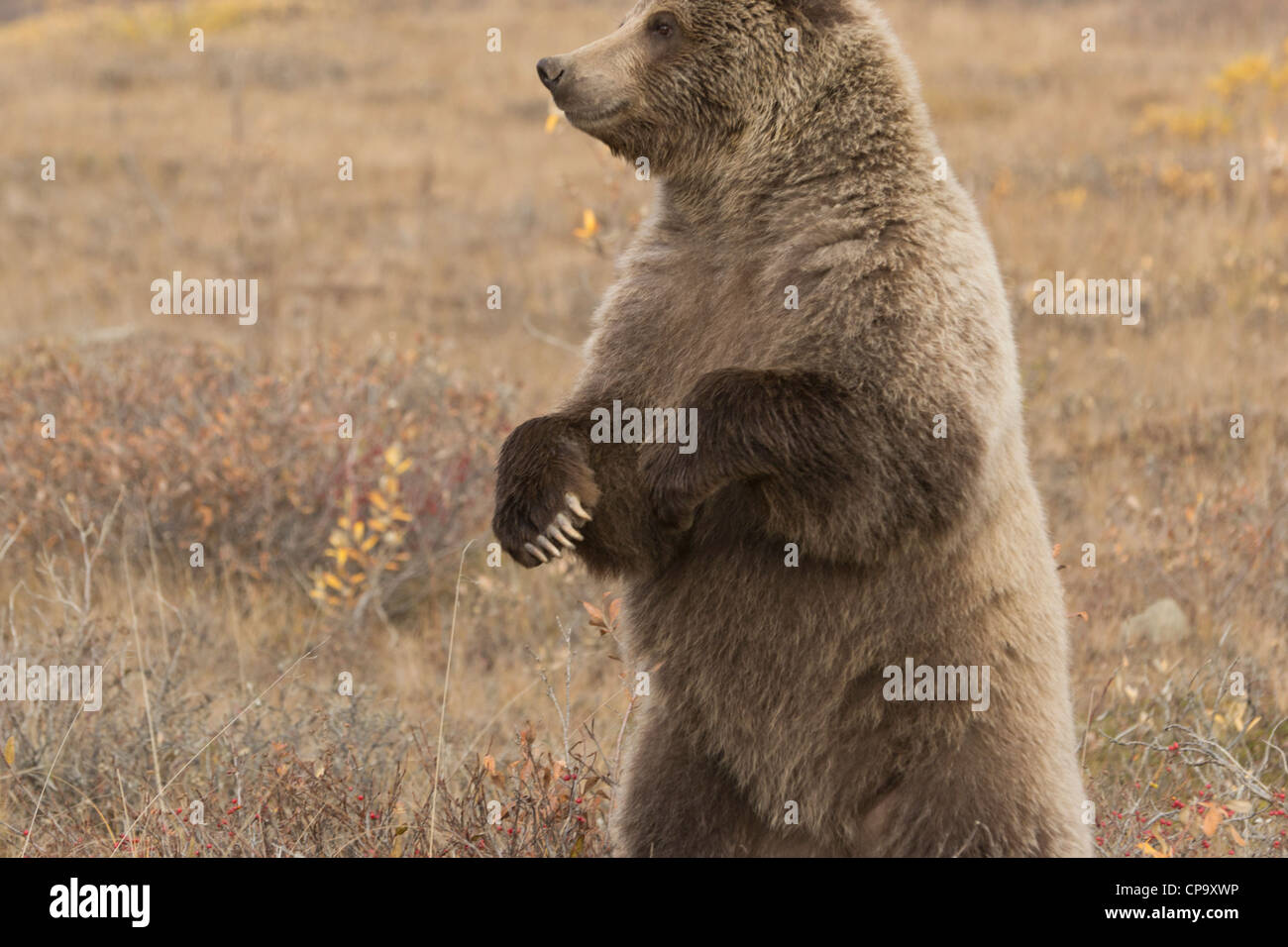 Bear Standing Side