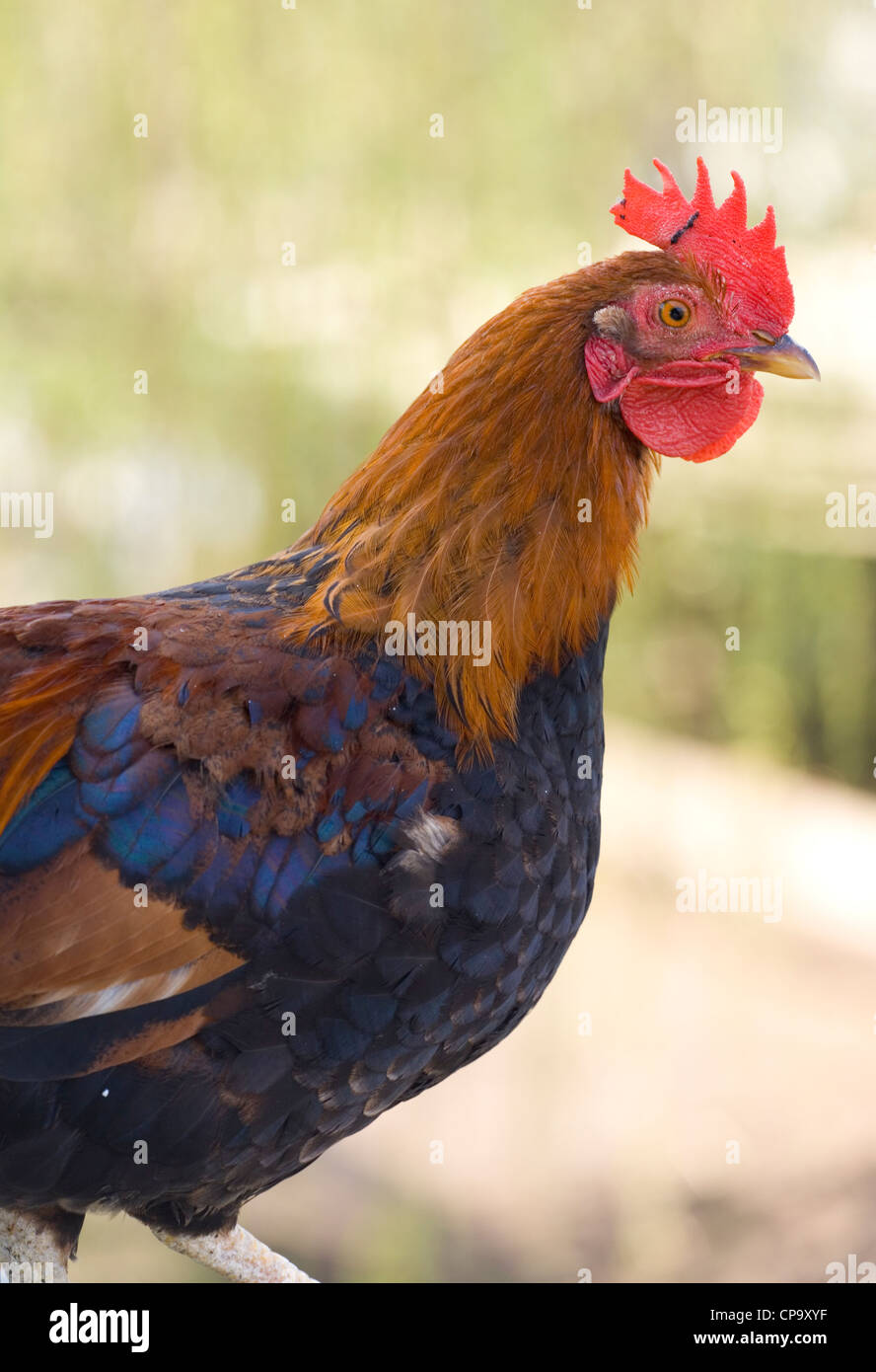 Chicken Gallus gallus domesticus Portrait of single male adult UK Stock ...