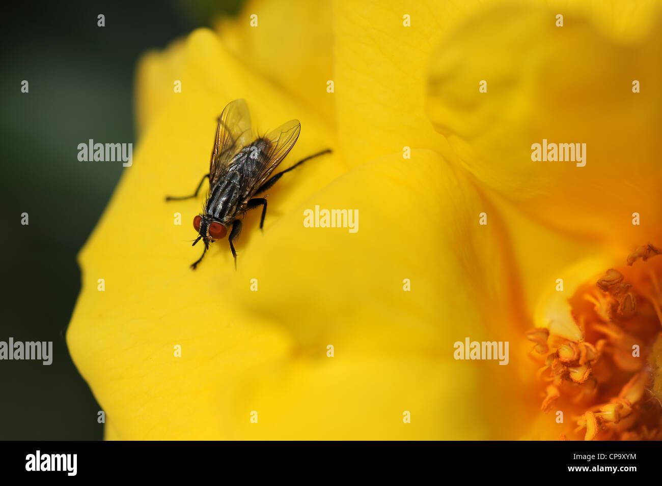 Common yellow fly hi-res stock photography and images - Alamy