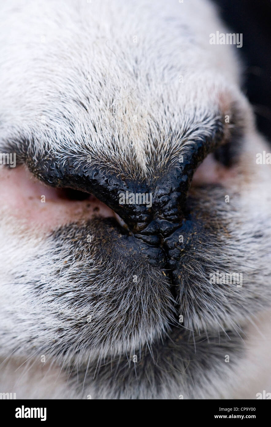 Sheep Close up macro of adult sheeps nose UK Stock Photo - Alamy