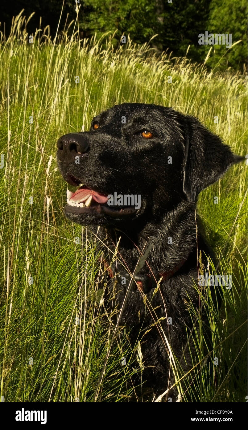 Black Labrador Retriever a breed of hunting dog and family pet is ...