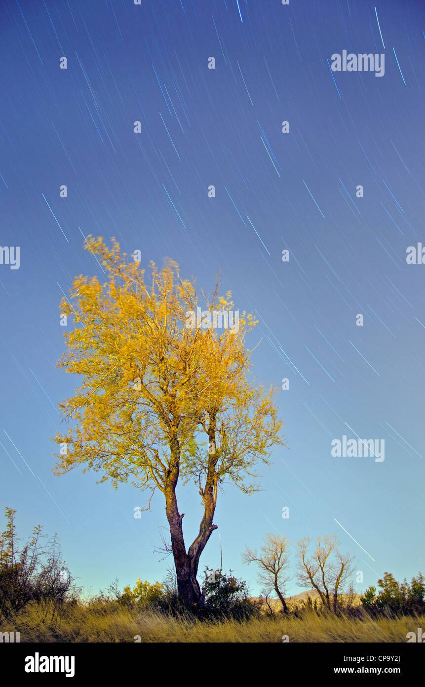 Tree with star trails. Timed exposure taken at night Stock Photo - Alamy