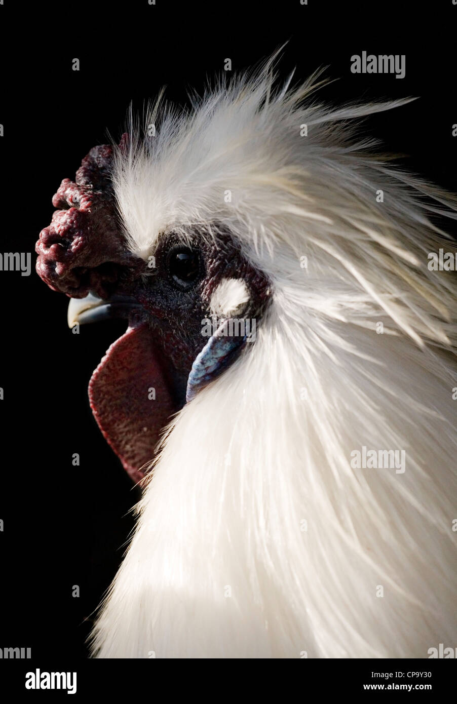 Silkie Hen Portrait of single adult male UK Stock Photo - Alamy