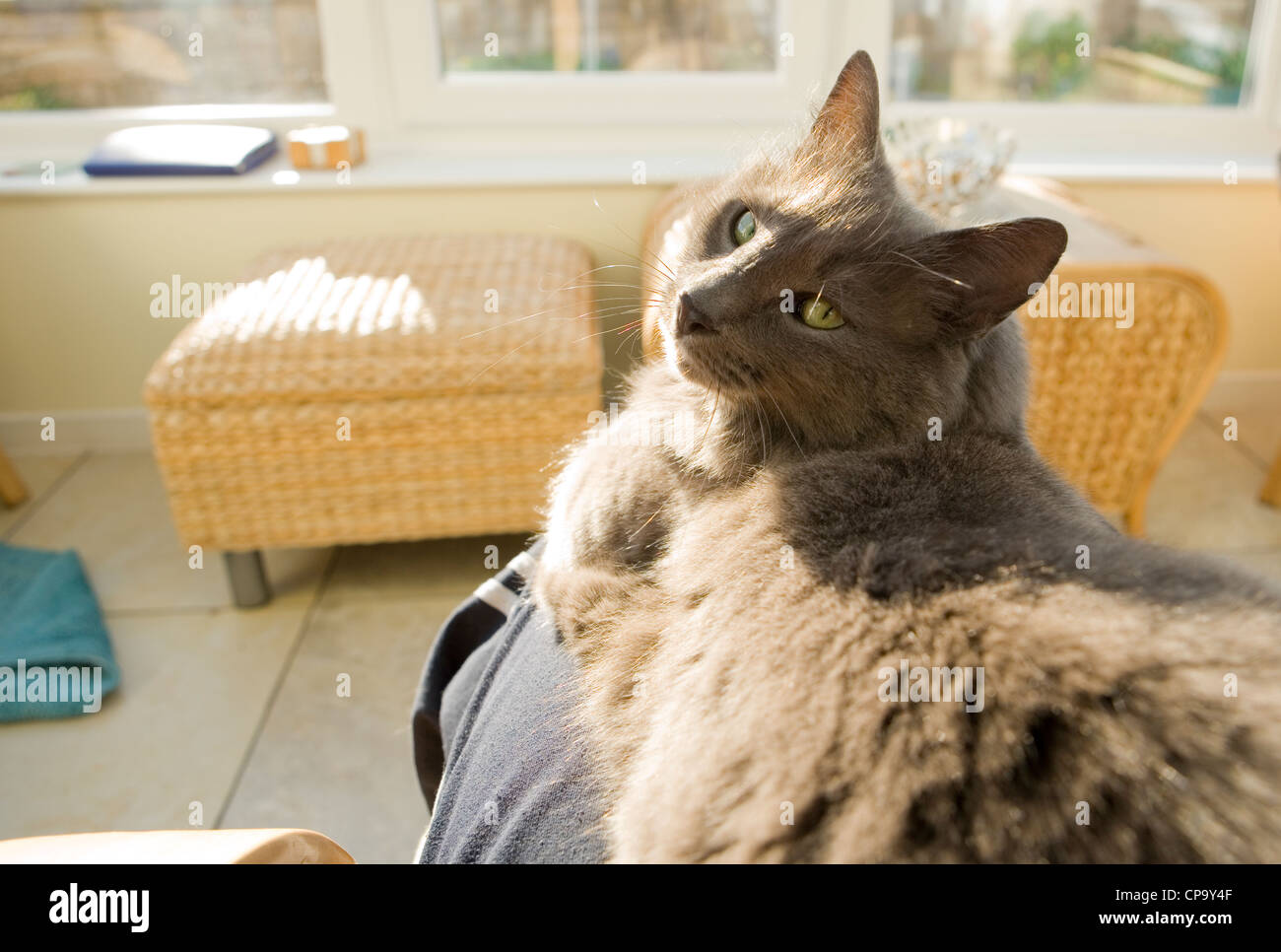 Cat owners hi-res stock photography and images - Alamy