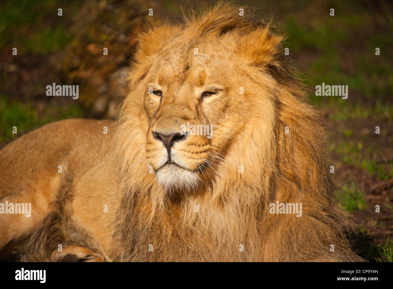 Chester Zoo, Cheshire, England Stock Photo - Alamy