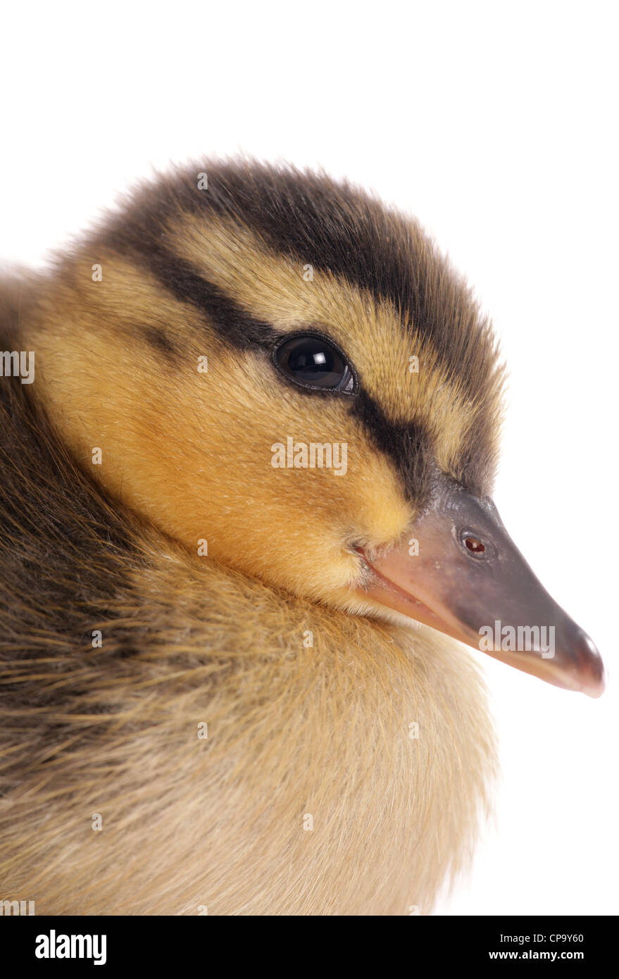 Mallard Anas platyrhynchos Single duckling portrait in a Studio UK ...