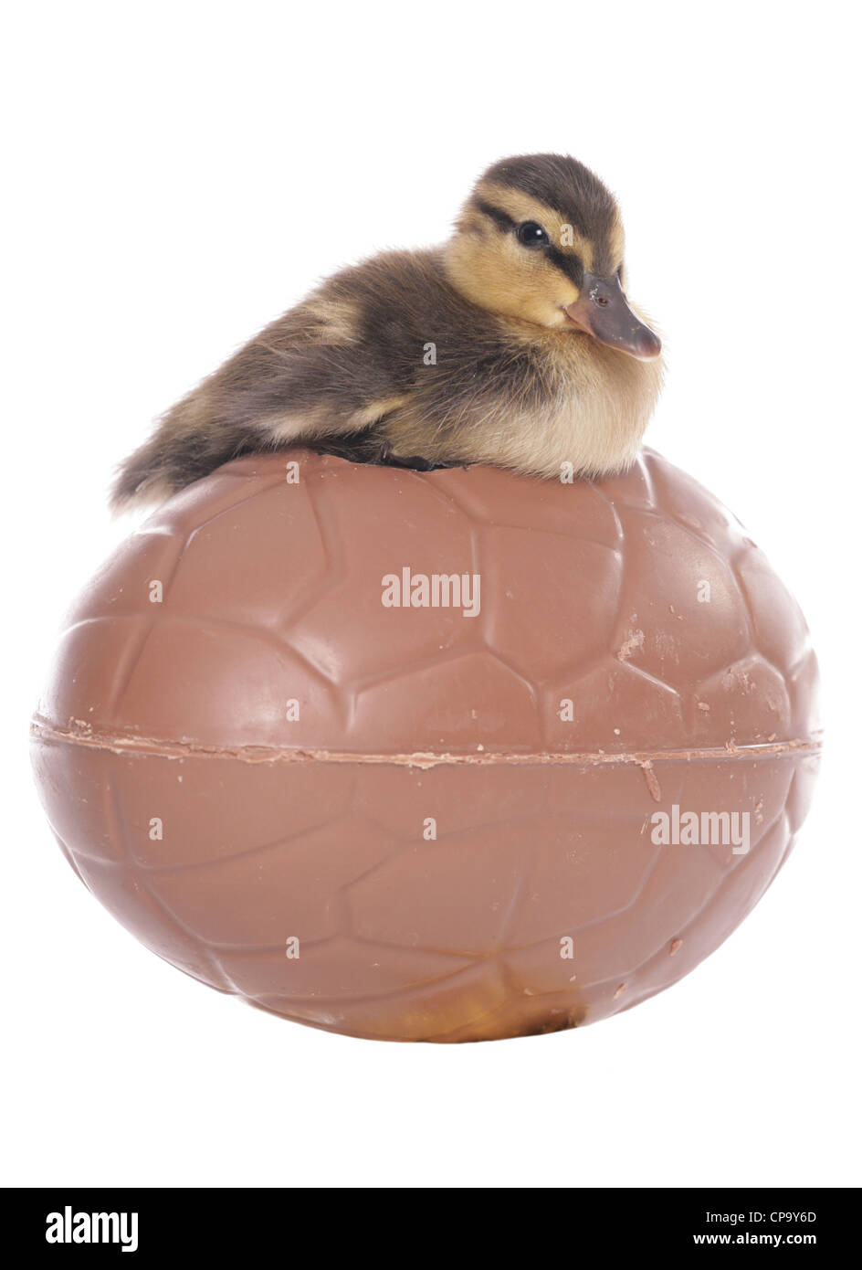 Mallard Anas platyrhynchos Single duckling sitting on a easter egg ...