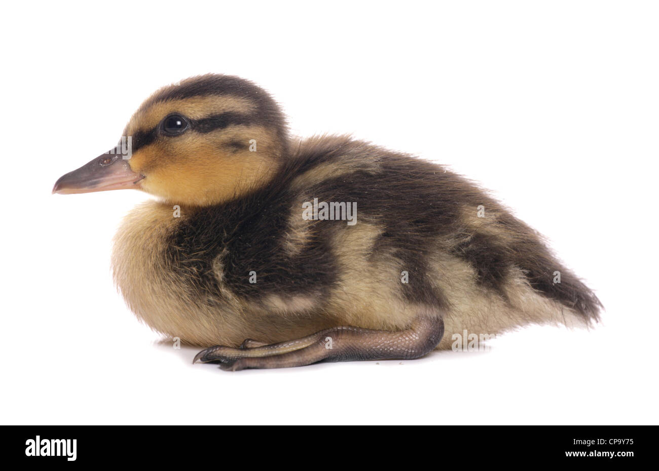 Duckling uk hi-res stock photography and images - Alamy