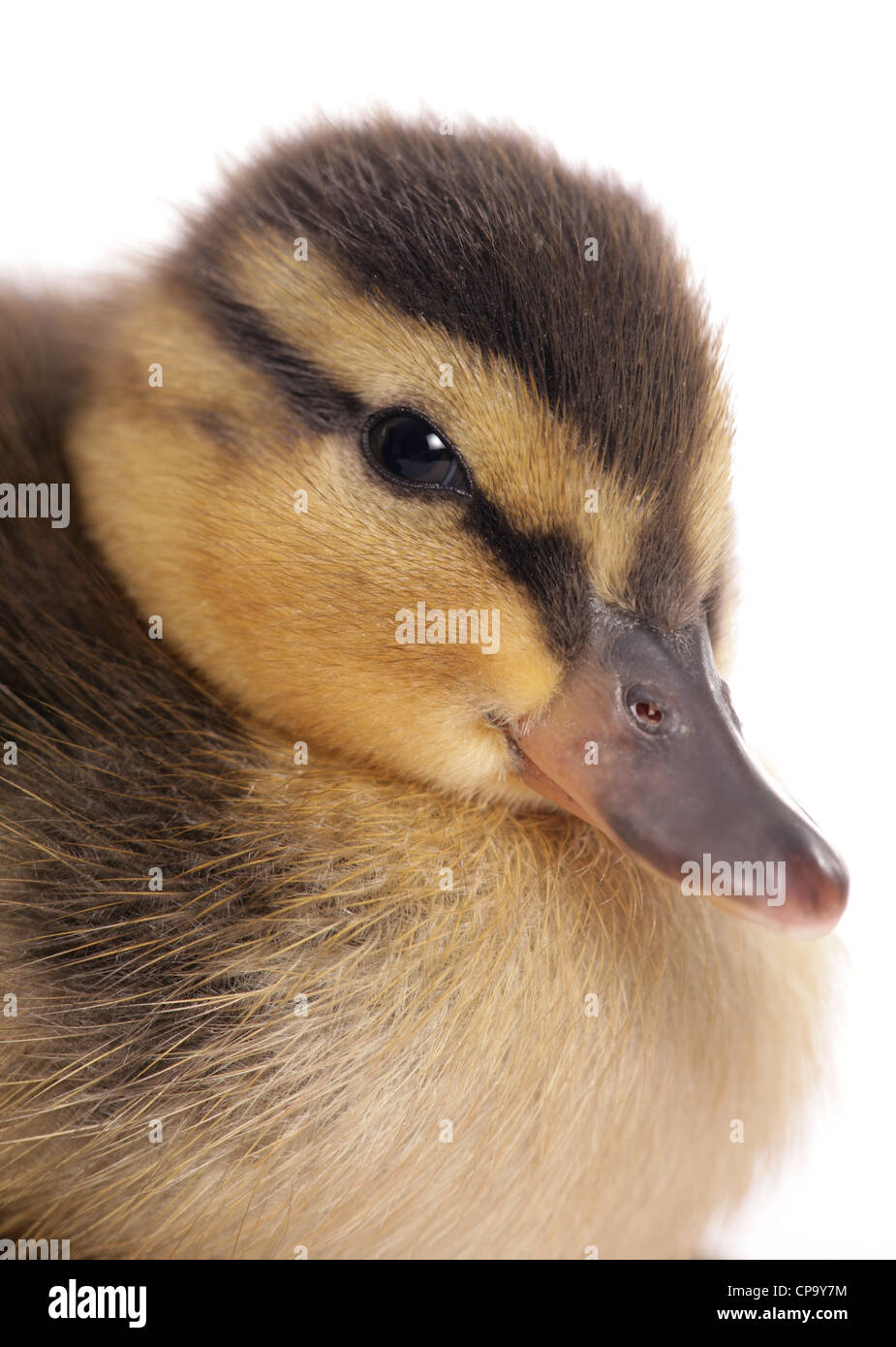 Mallard Anas platyrhynchos Single duckling portrait in a Studio UK ...