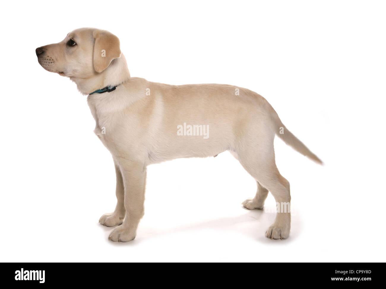 Labrador retriever Single juvinille standing in a studio UK Stock Photo ...