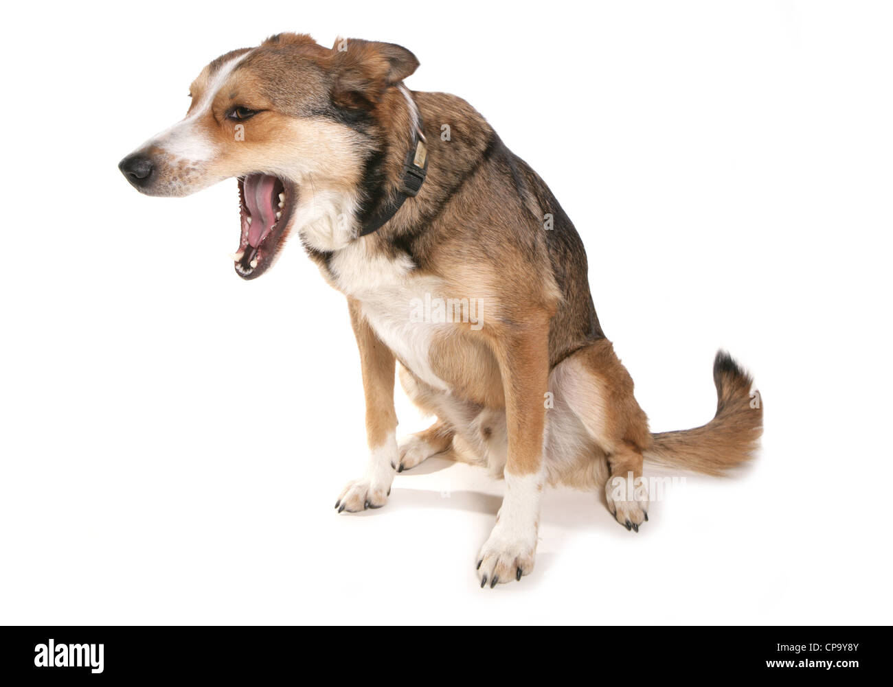 Mongral hi-res stock photography and images - Alamy