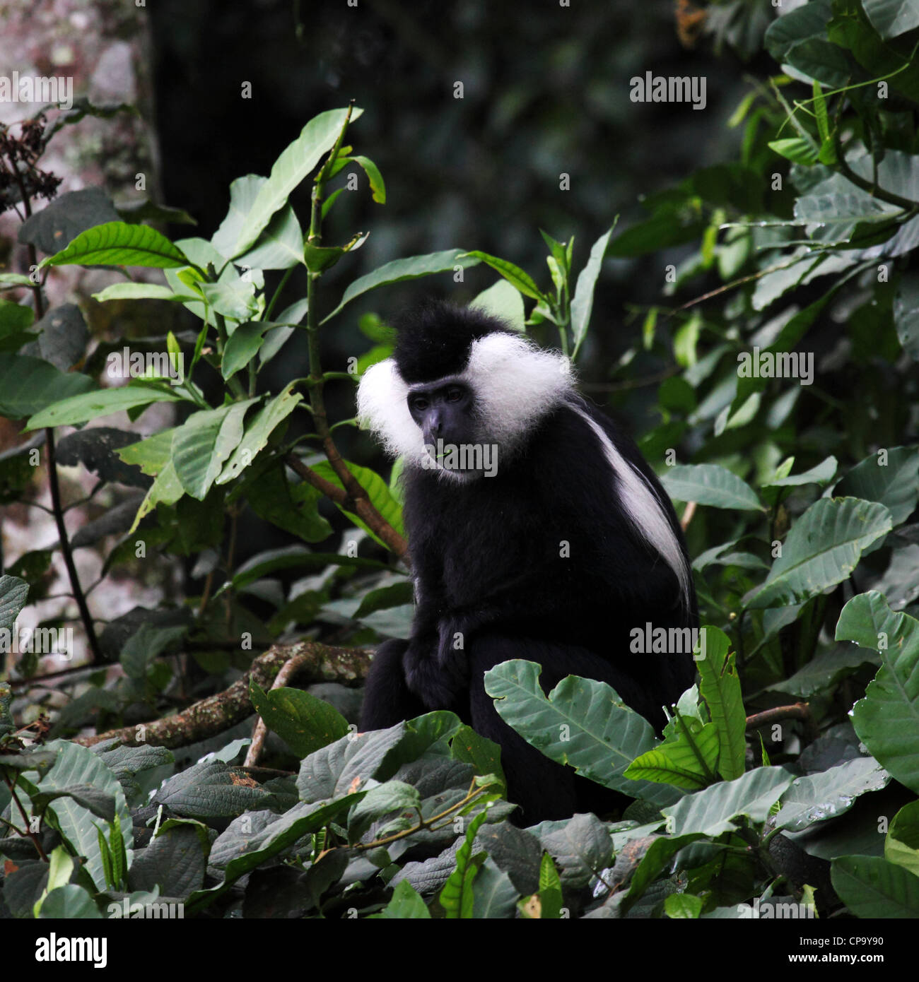 Angola black and white colobus monkey feeding in Nyungwe National Park ...