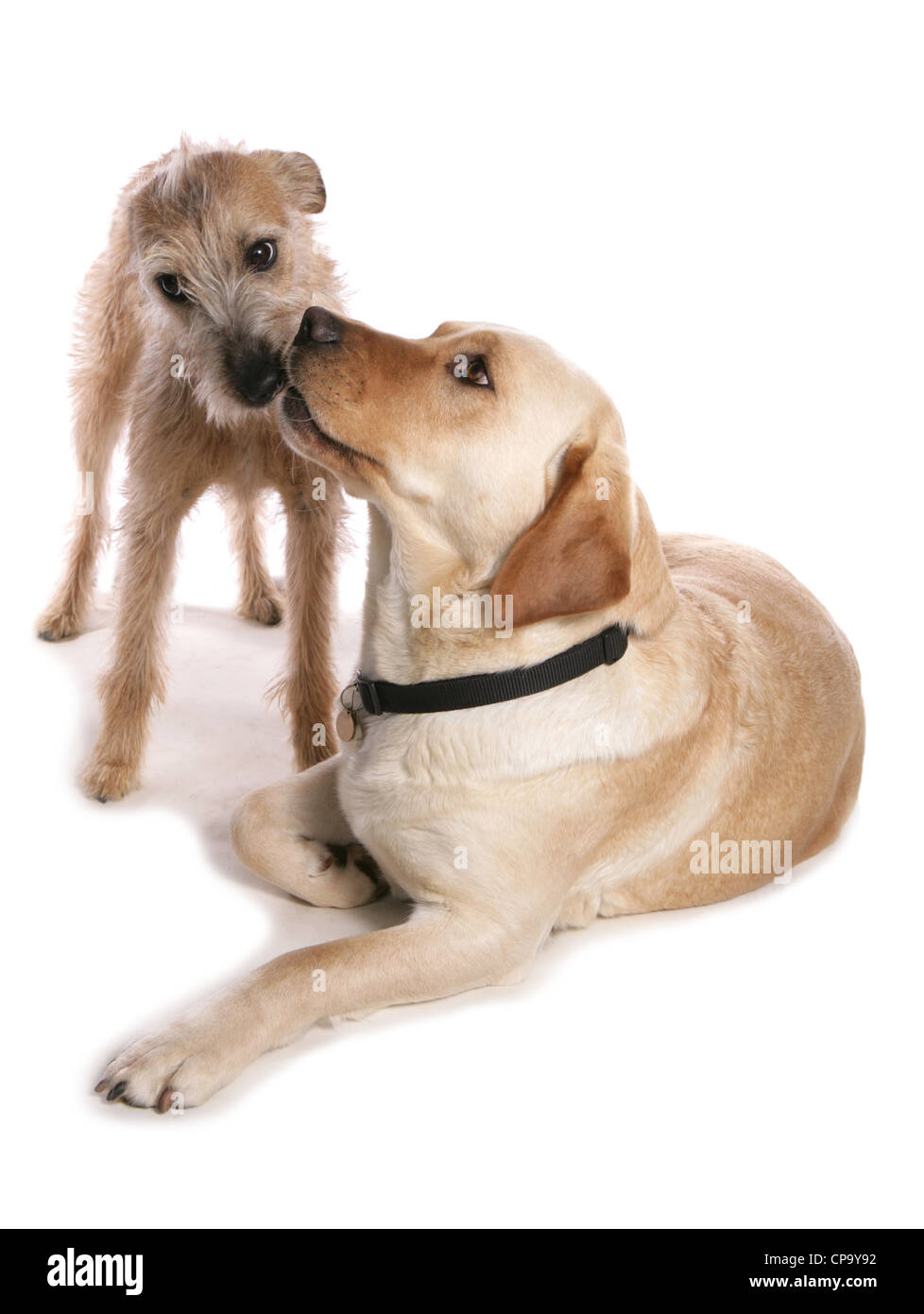 Lurcher love Cut Out Stock Images & Pictures - Alamy
