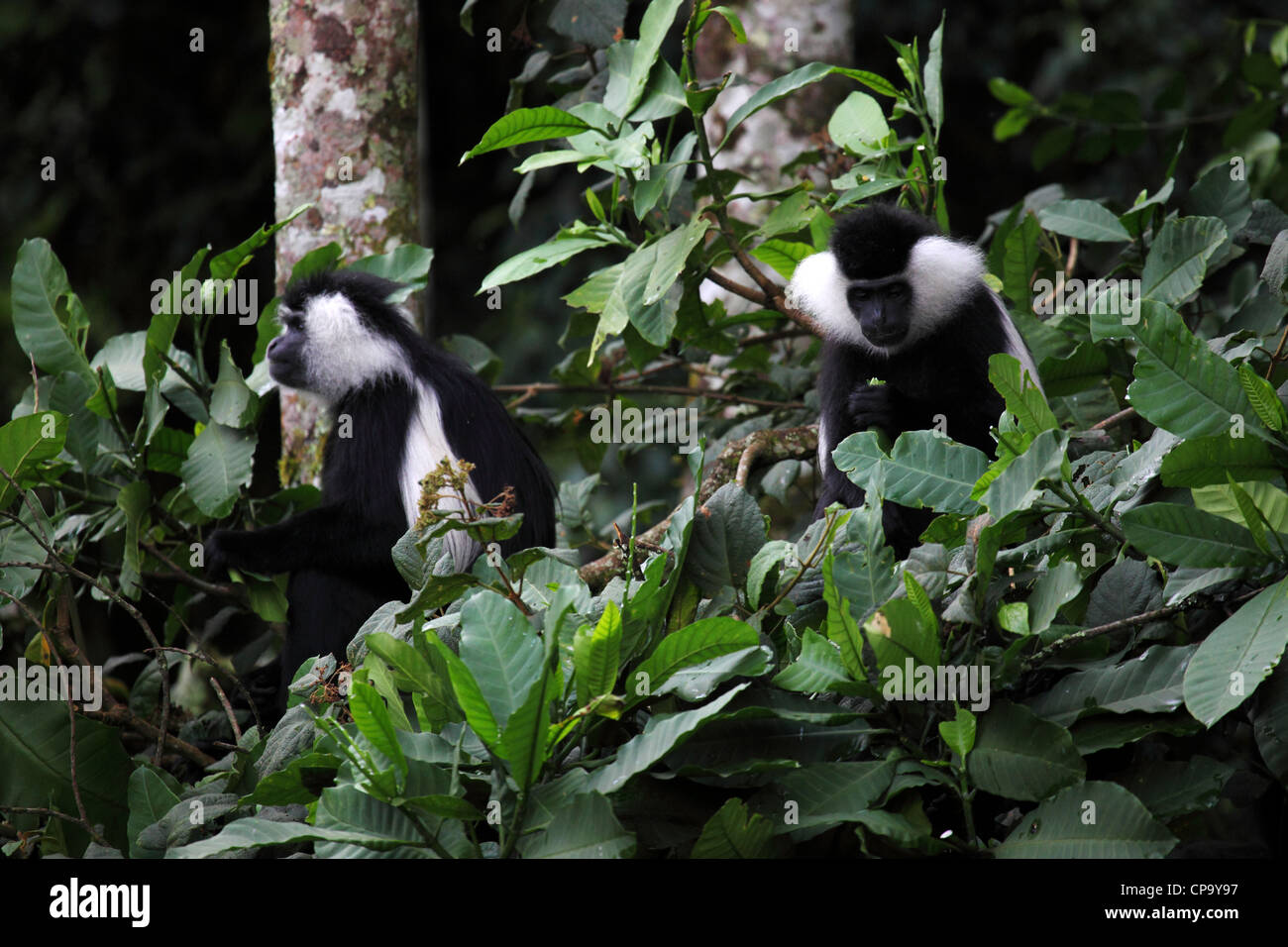 Angola Black and White Colobus Monkeys, Nyungwe National Park, Rwanda ...