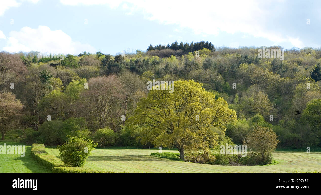 English countryside bird hi-res stock photography and images - Alamy