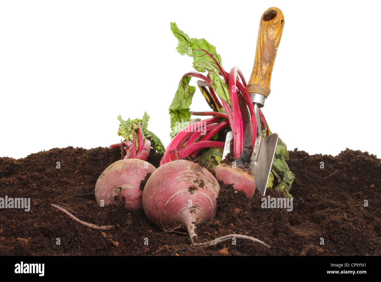 Freshly dug beetroot in soil with a garden trowel Stock Photo - Alamy