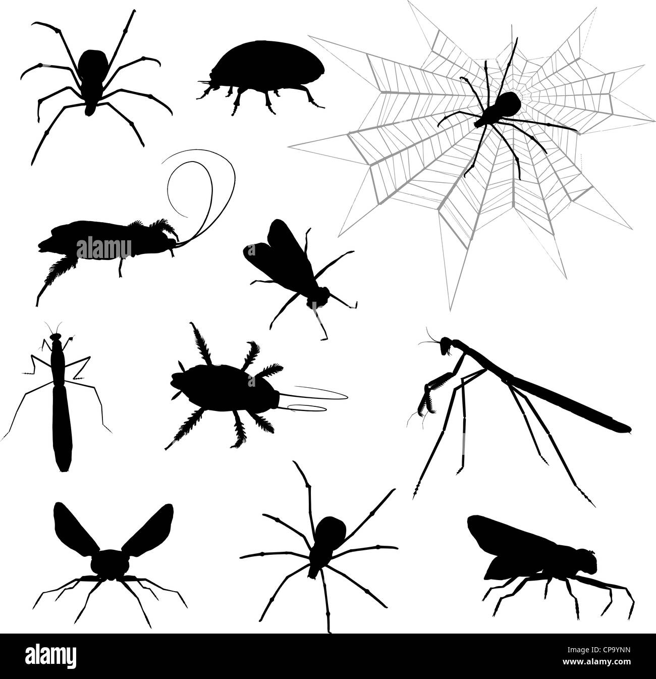Silhouettes of lots of various insects Stock Photo - Alamy